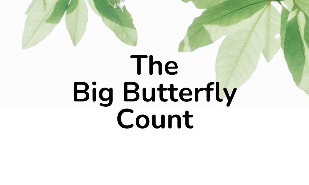 The Big Butterfly Count - Easy Peasy Greeny